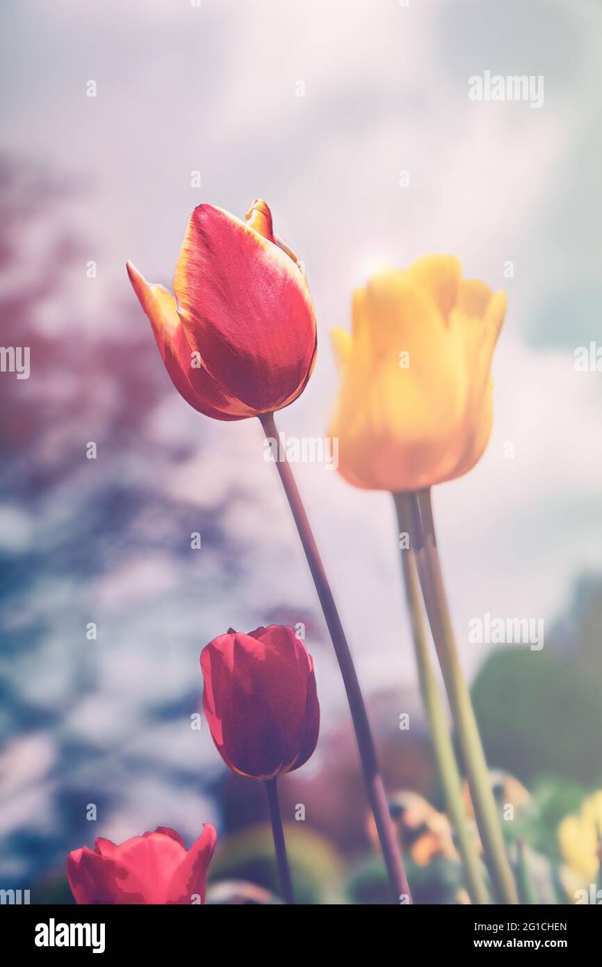 A touch of emotions, moody, colorful and beautiful flowerbed of tulips ...