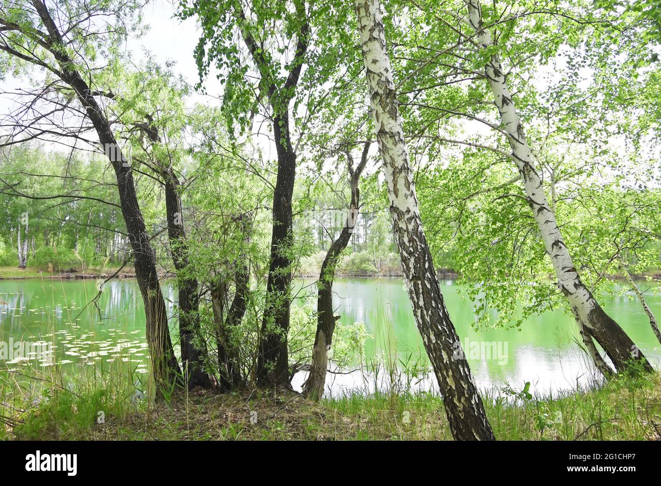 Spring birch forest and lake Stock Photo - Alamy