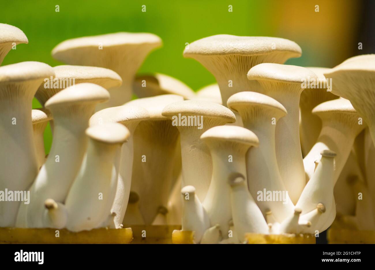 Eringi hi-res stock photography and images - Alamy