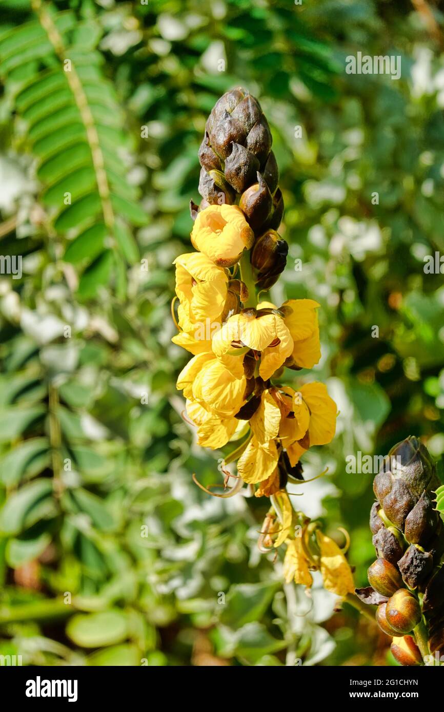 Closeup of African senna (Senna didymobotrya) flowers Stock Photo - Alamy