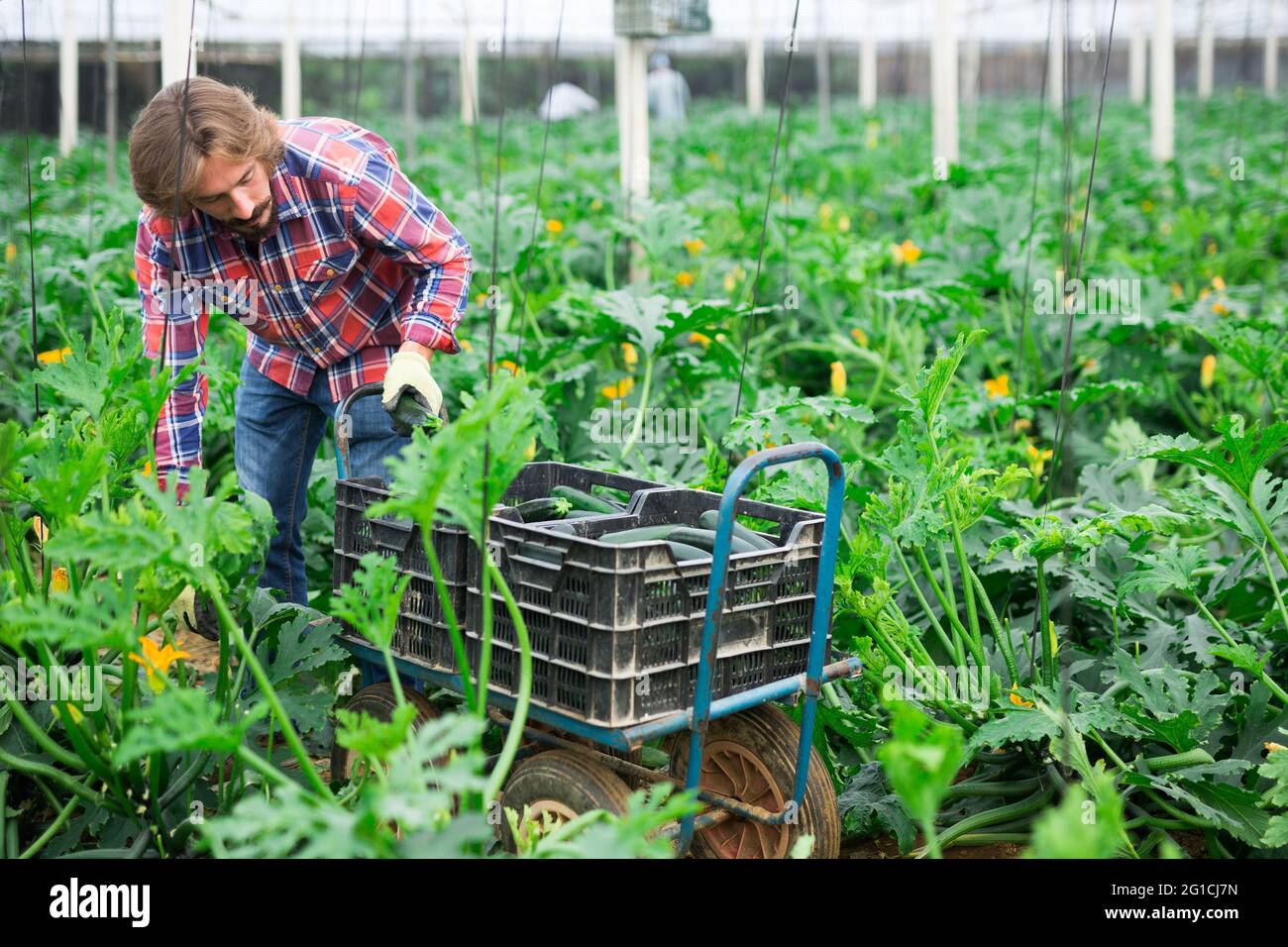 adult italian man picking courgettes in his greenhouse Stock Photo - Alamy