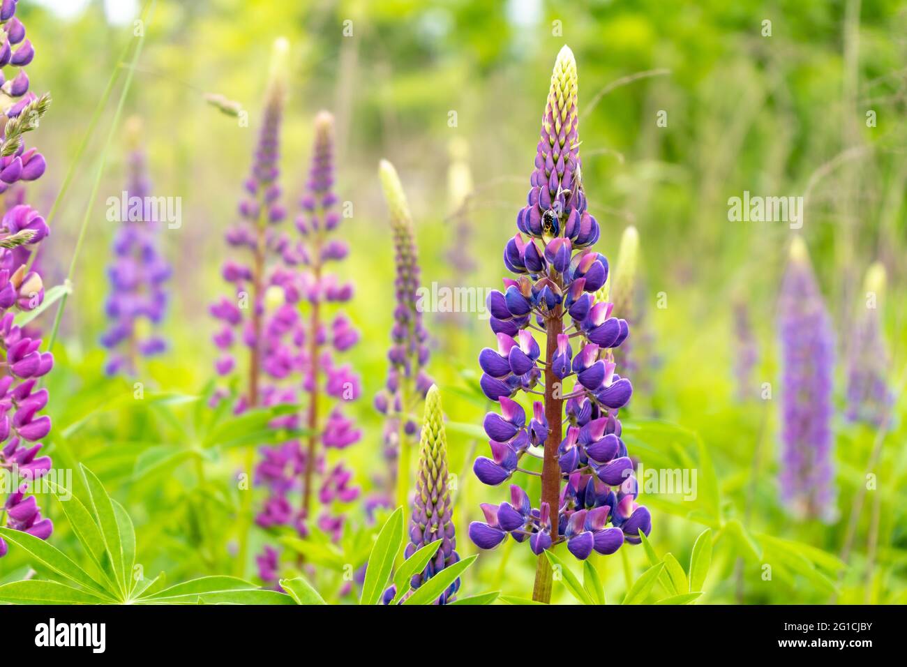 A field of blooming lupine flower. Lupinus, lupin meadow with purple ...