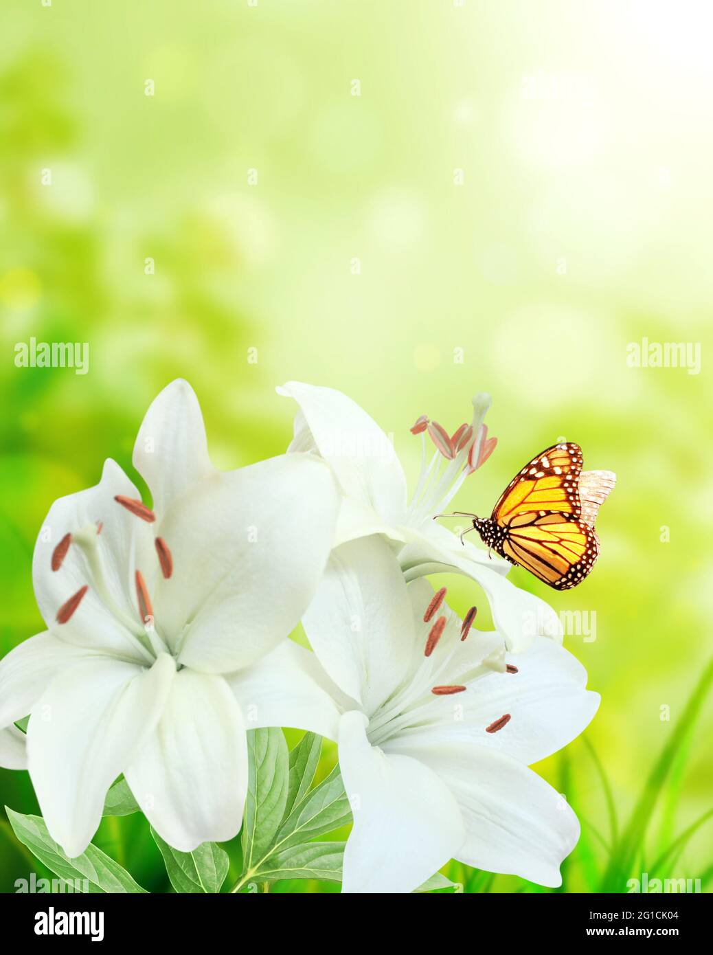 Sunny spring background with white lily flower and butterfly Monarch ...