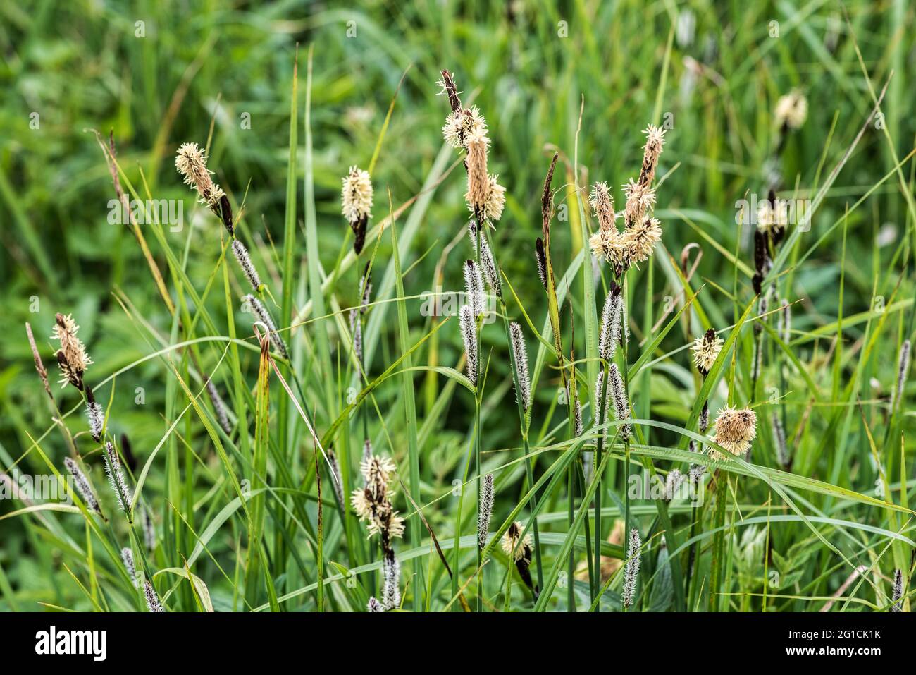 Seeding grass heads Stock Photo - Alamy