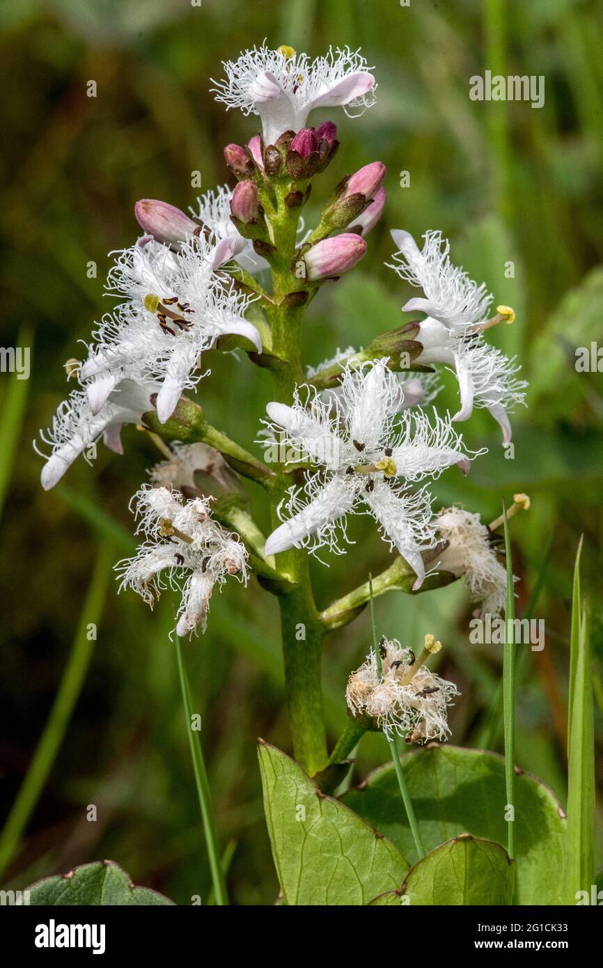 Buck bean plant hi-res stock photography and images - Alamy