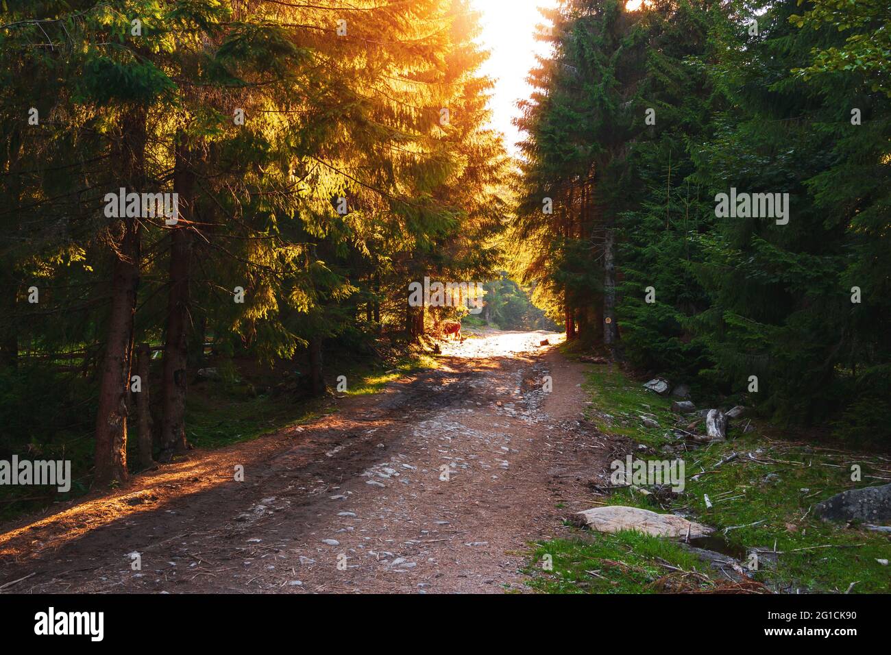 Typical Transylvanian mountains with beautiful pine forest on the ...