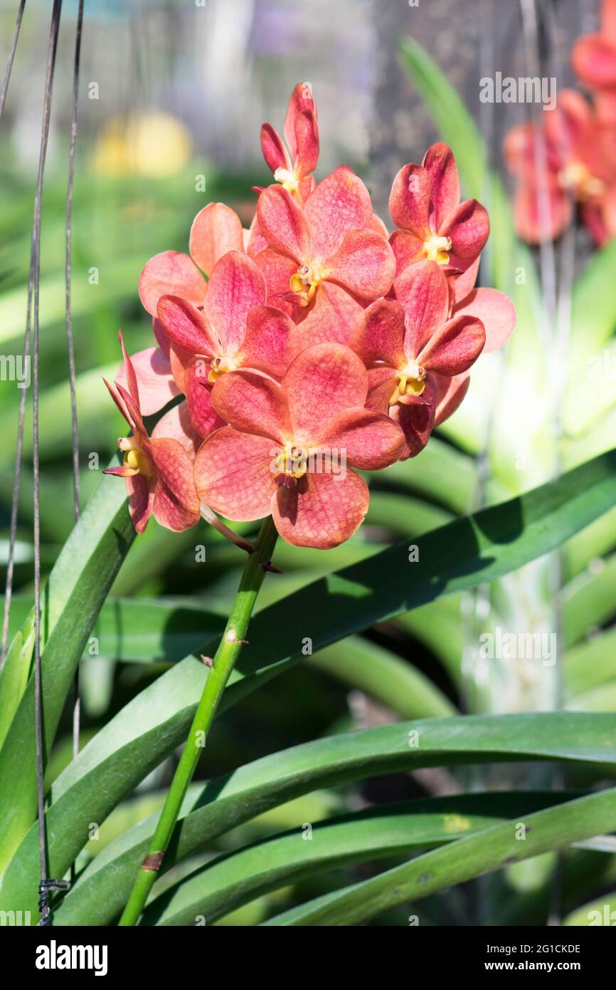 Beautiful orchids flower in garden at Chaingmai Stock Photo - Alamy
