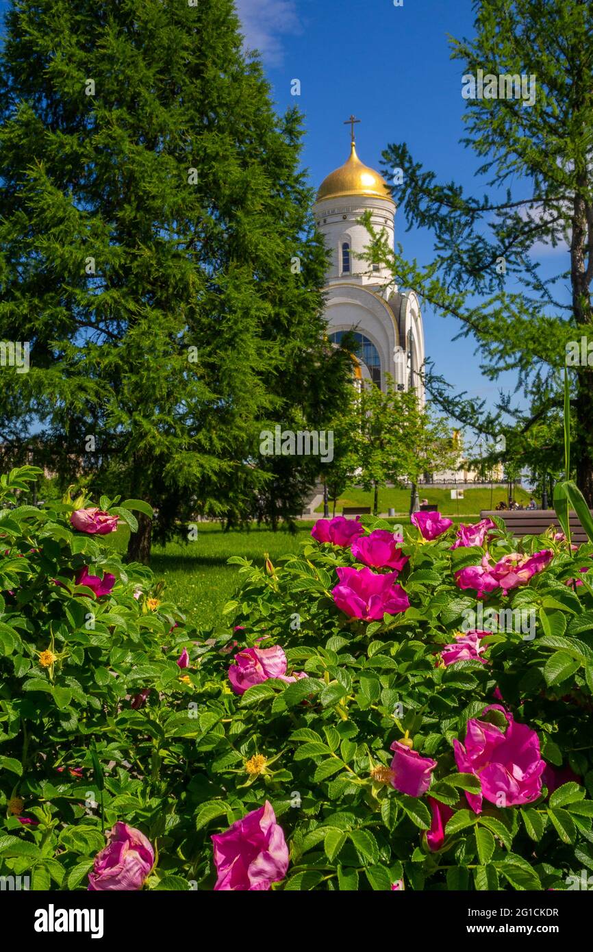 Beautiful rosehip flowers on the bush against the blue sky and Orthodox ...