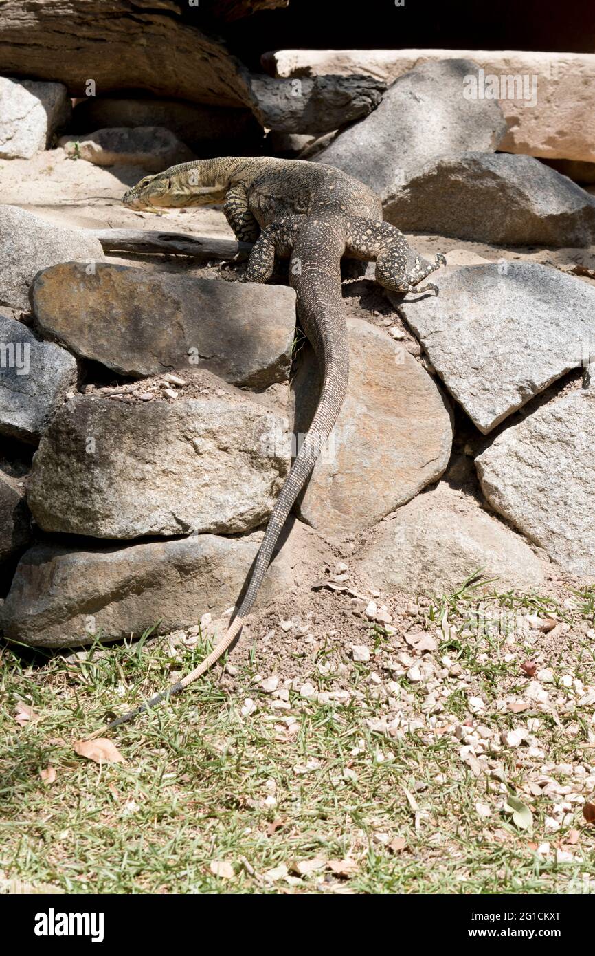 the lace monitor lizard is looking for food Stock Photo - Alamy