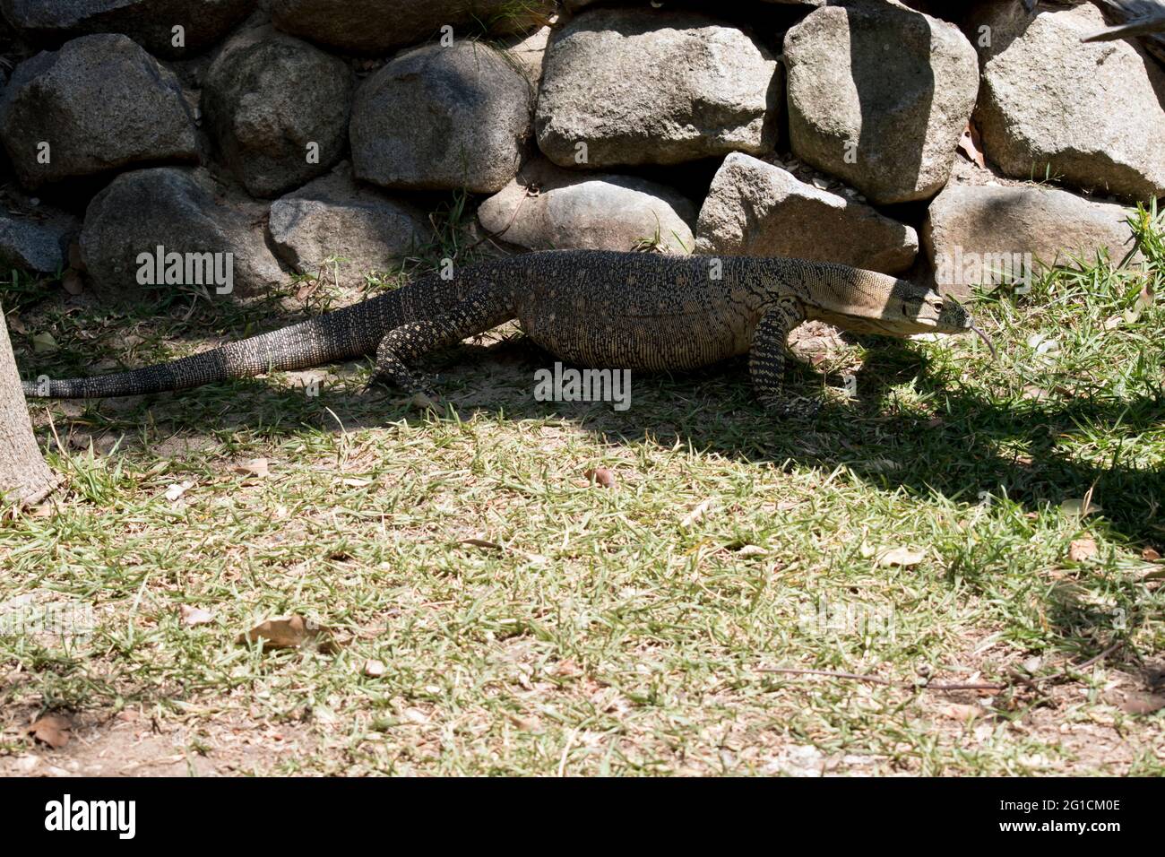 this is a side view of a lace lizard Stock Photo - Alamy