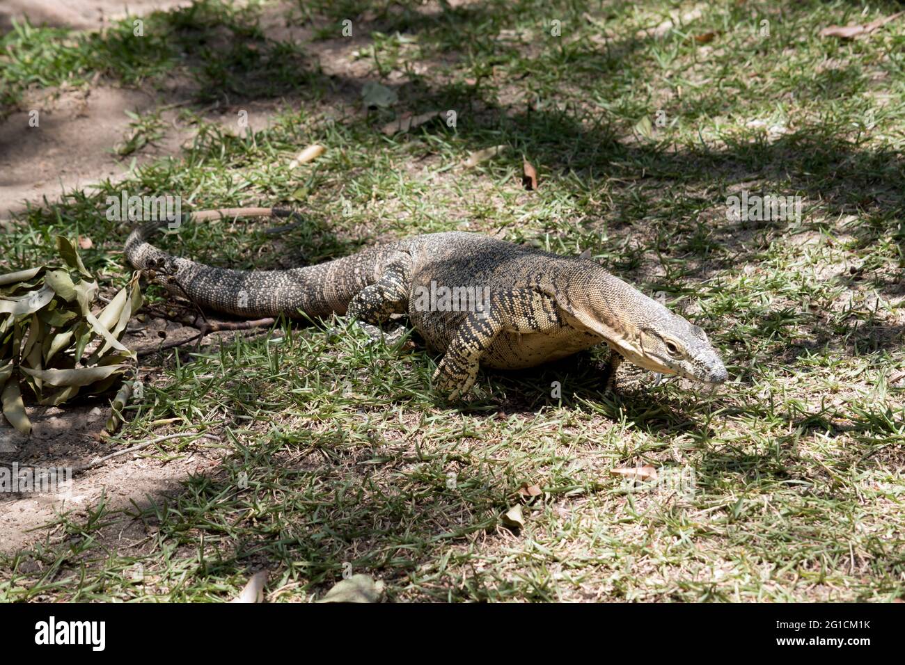 the lace monitor lizard is searching for food Stock Photo - Alamy