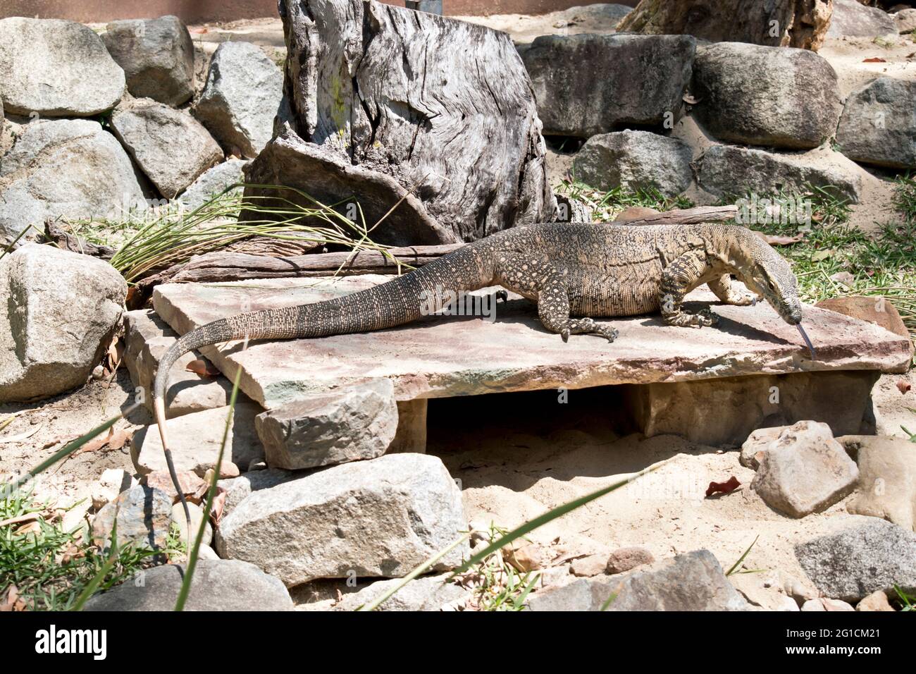 Lace Monitor Enclosure