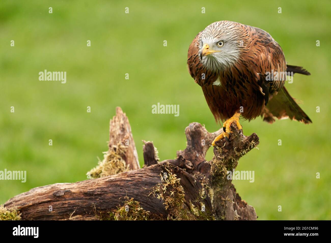Hawk bird predatory fowl hi-res stock photography and images - Alamy