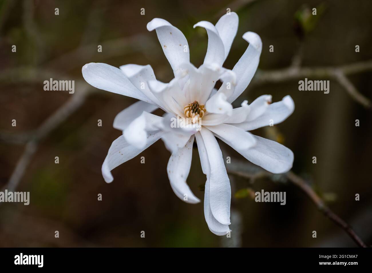 Magnoli White Flower