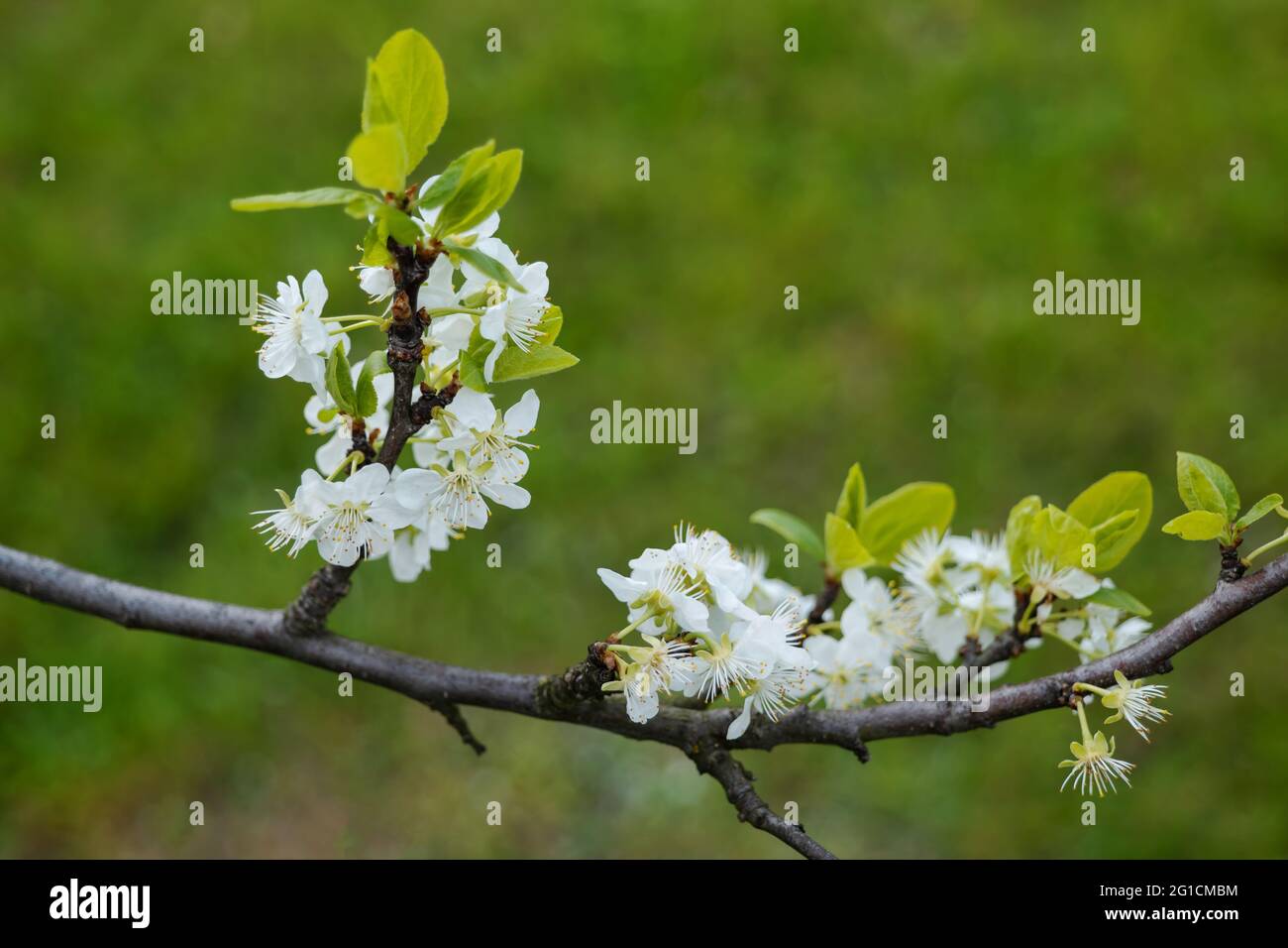 European plum prunus domestica rosaceae hi-res stock photography and ... European plum prunus domestica rosaceae hi-res stock photography and ...