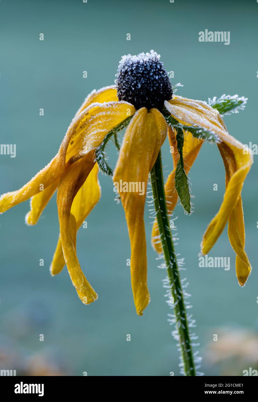 Echinacea winter hi-res stock photography and images - Alamy