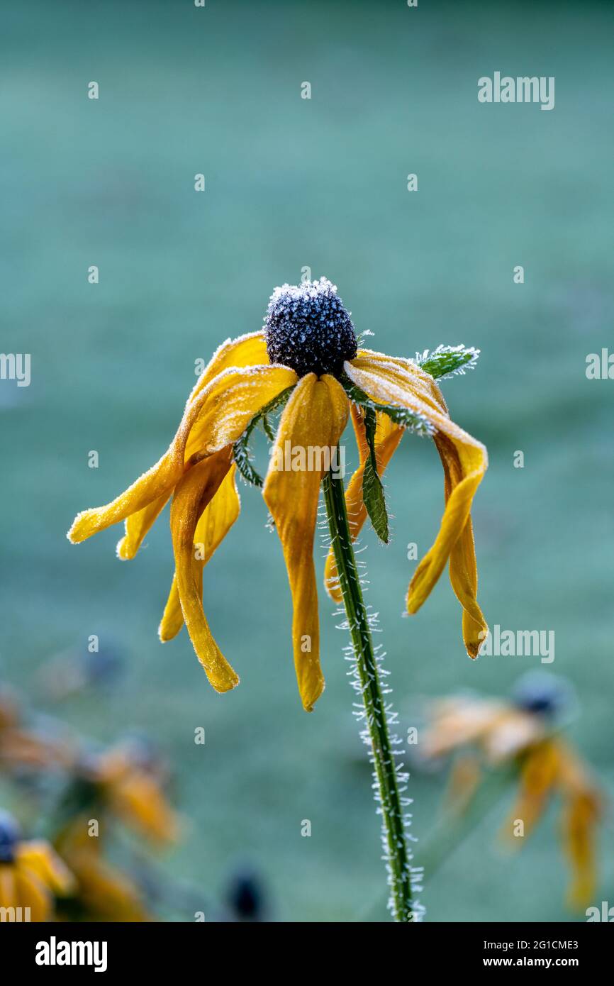 Echinacea winter hi-res stock photography and images - Alamy