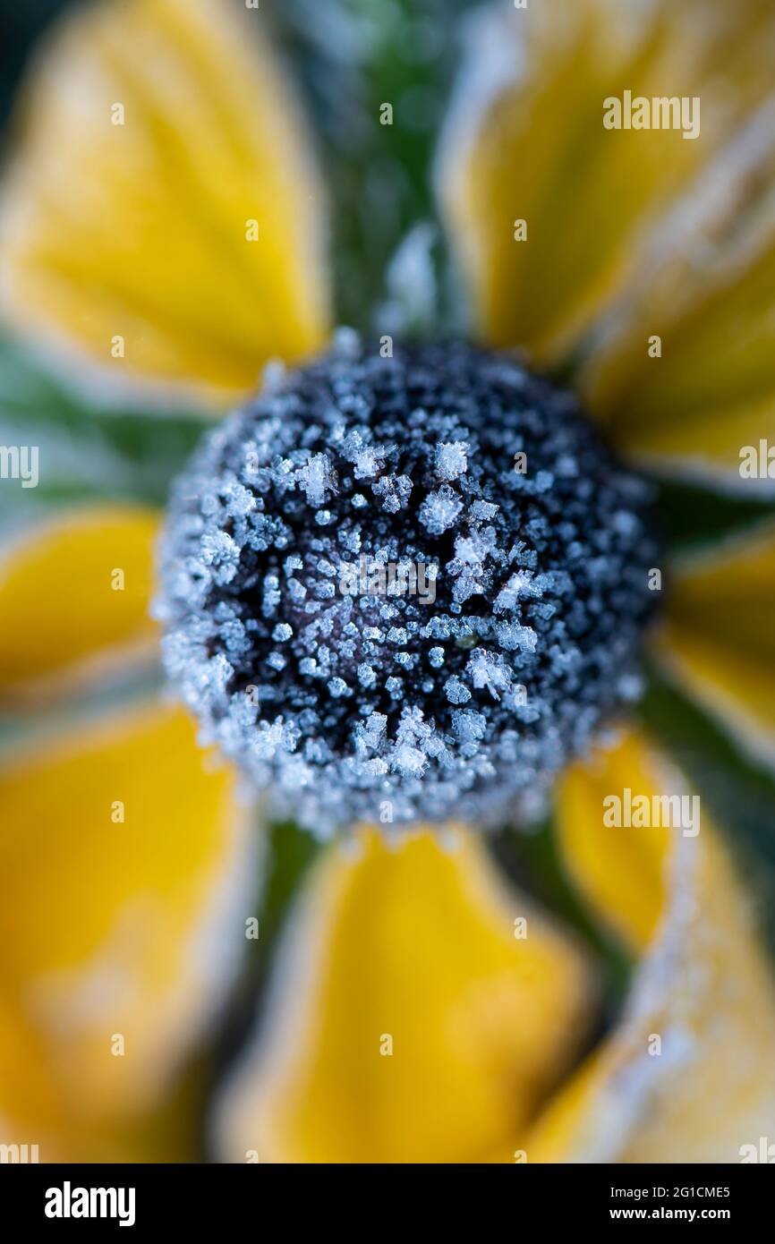 Echinacea winter hi-res stock photography and images - Alamy