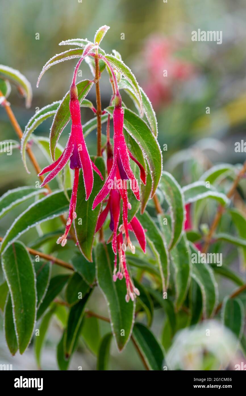 Fushia High Resolution Stock Photography and Images - Alamy