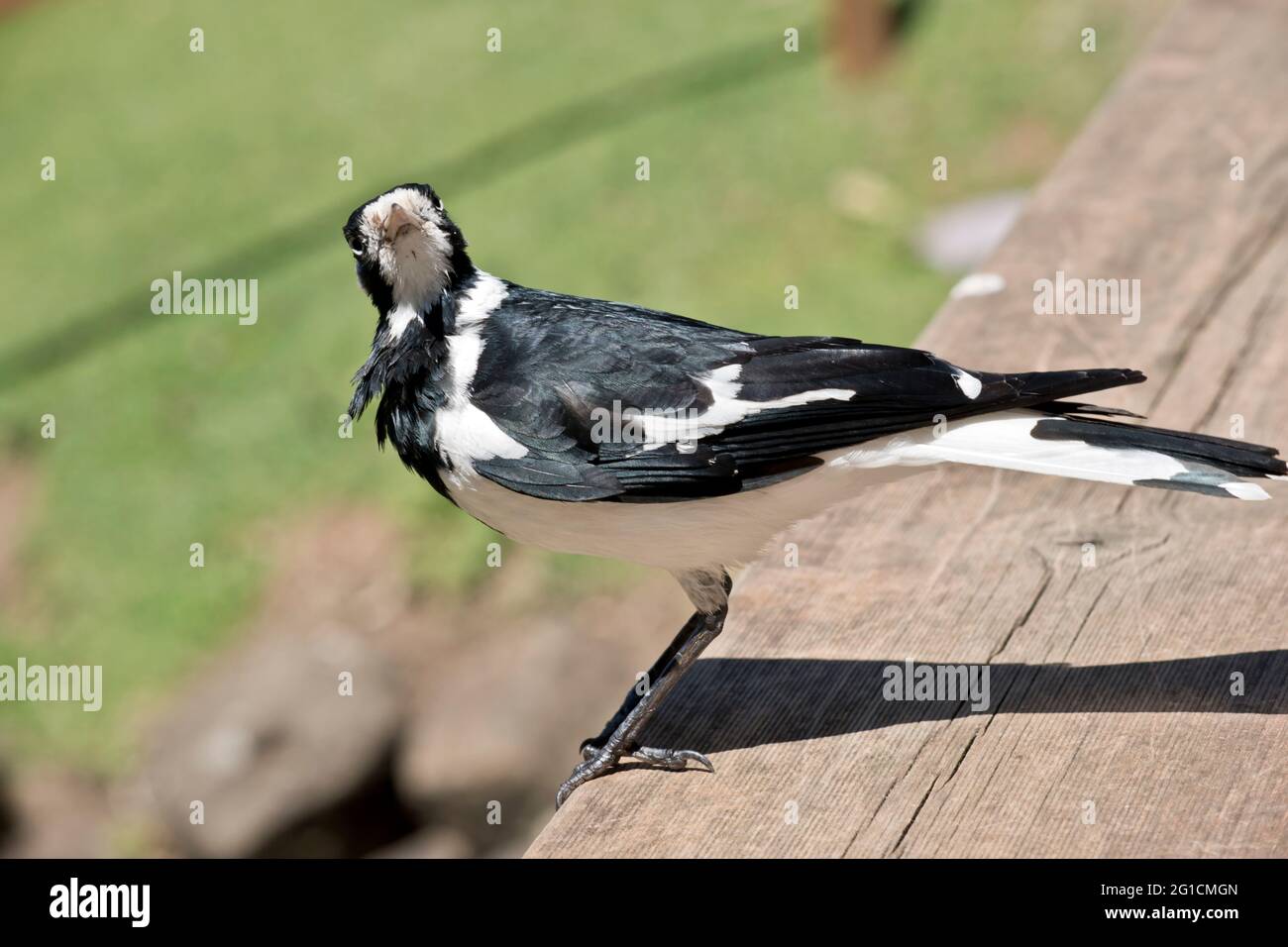 the magpie lark is searching the sky for dangaer Stock Photo - Alamy