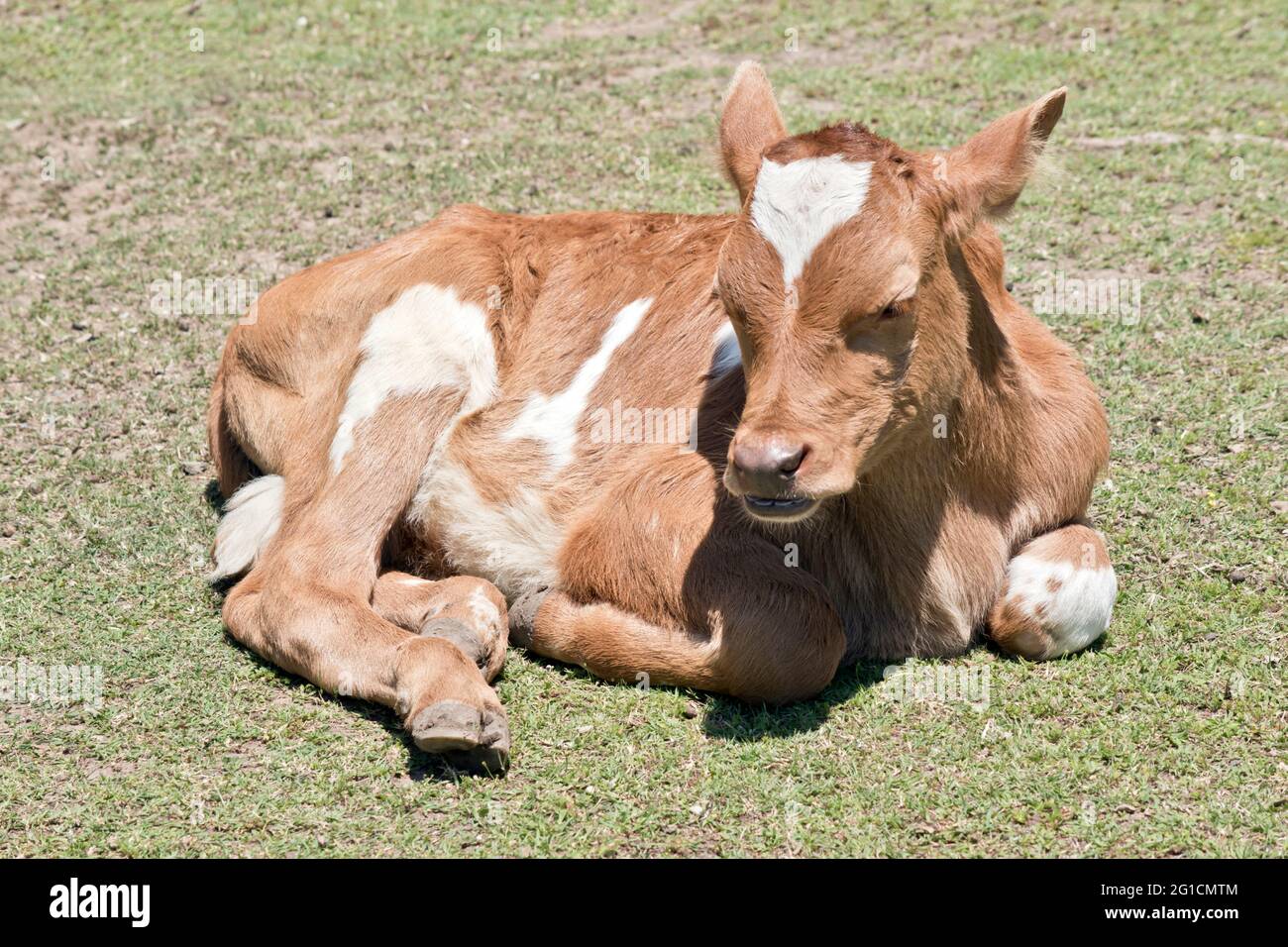 this is a brown and white calf resting Stock Photo - Alamy