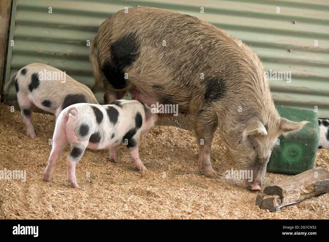 the mother pig is feeding her piglets Stock Photo - Alamy