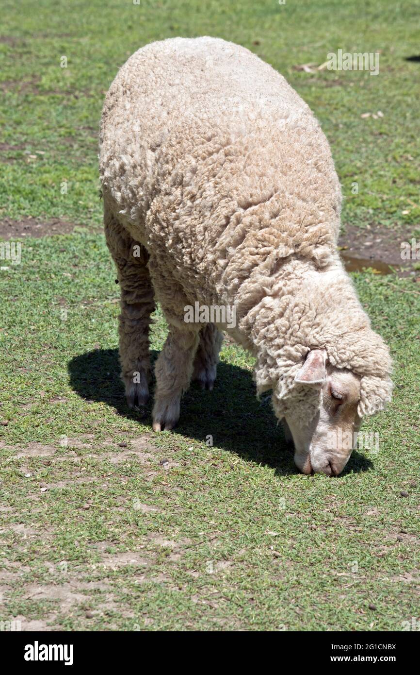 the sheep is eating the grass Stock Photo - Alamy