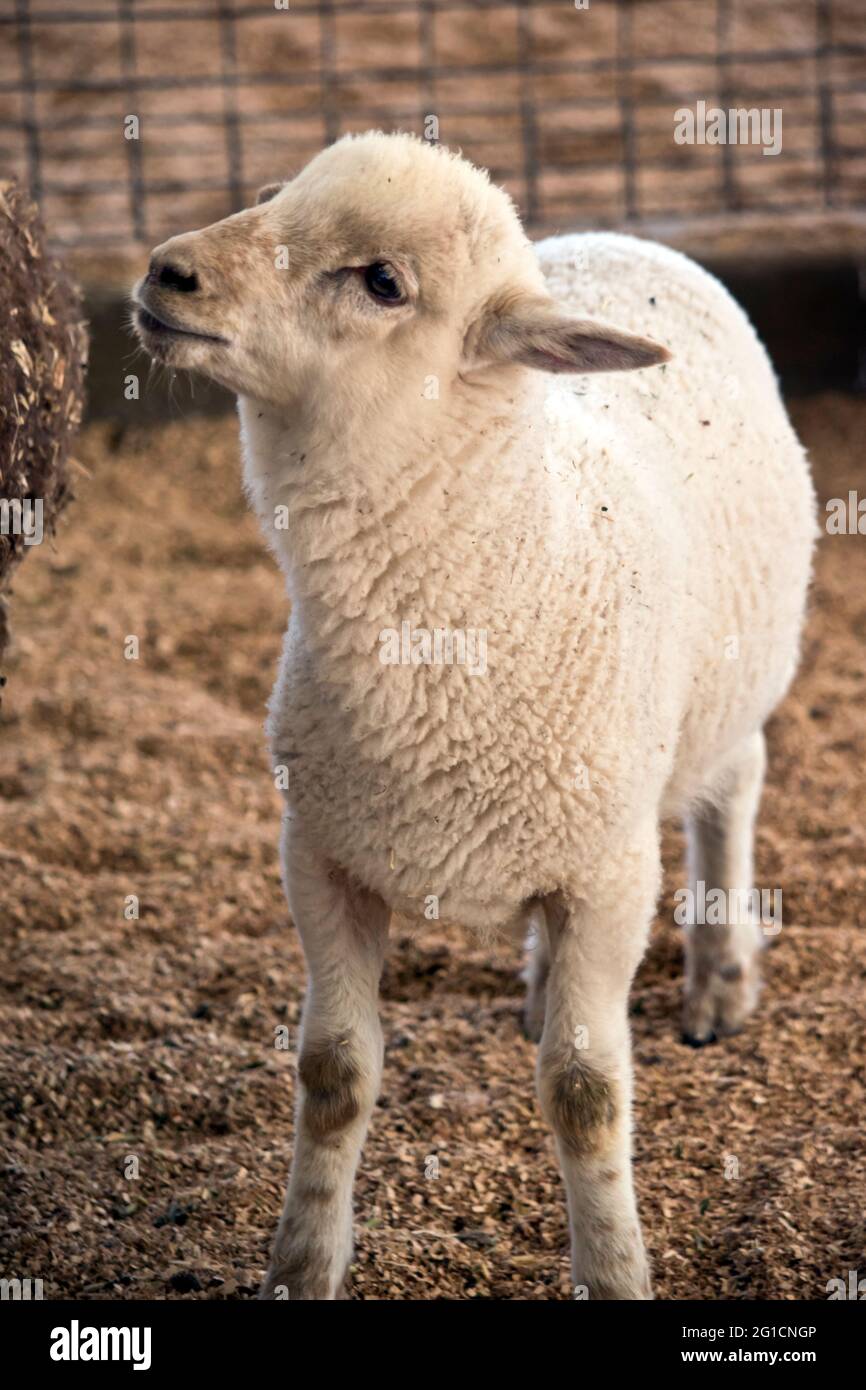 this is a close up of a lamb Stock Photo - Alamy