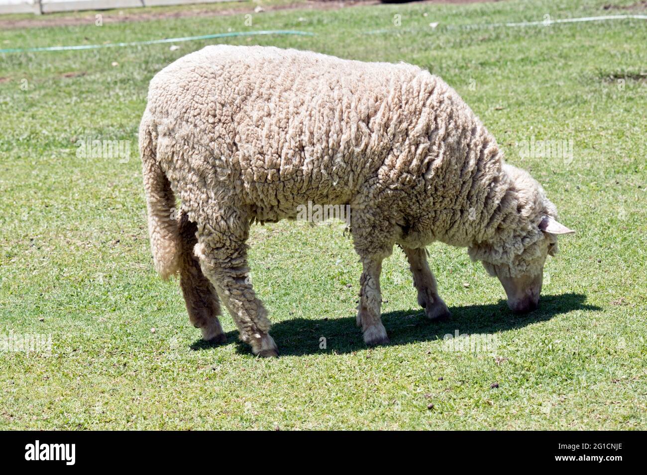 Short wool sheep hi-res stock photography and images - Alamy