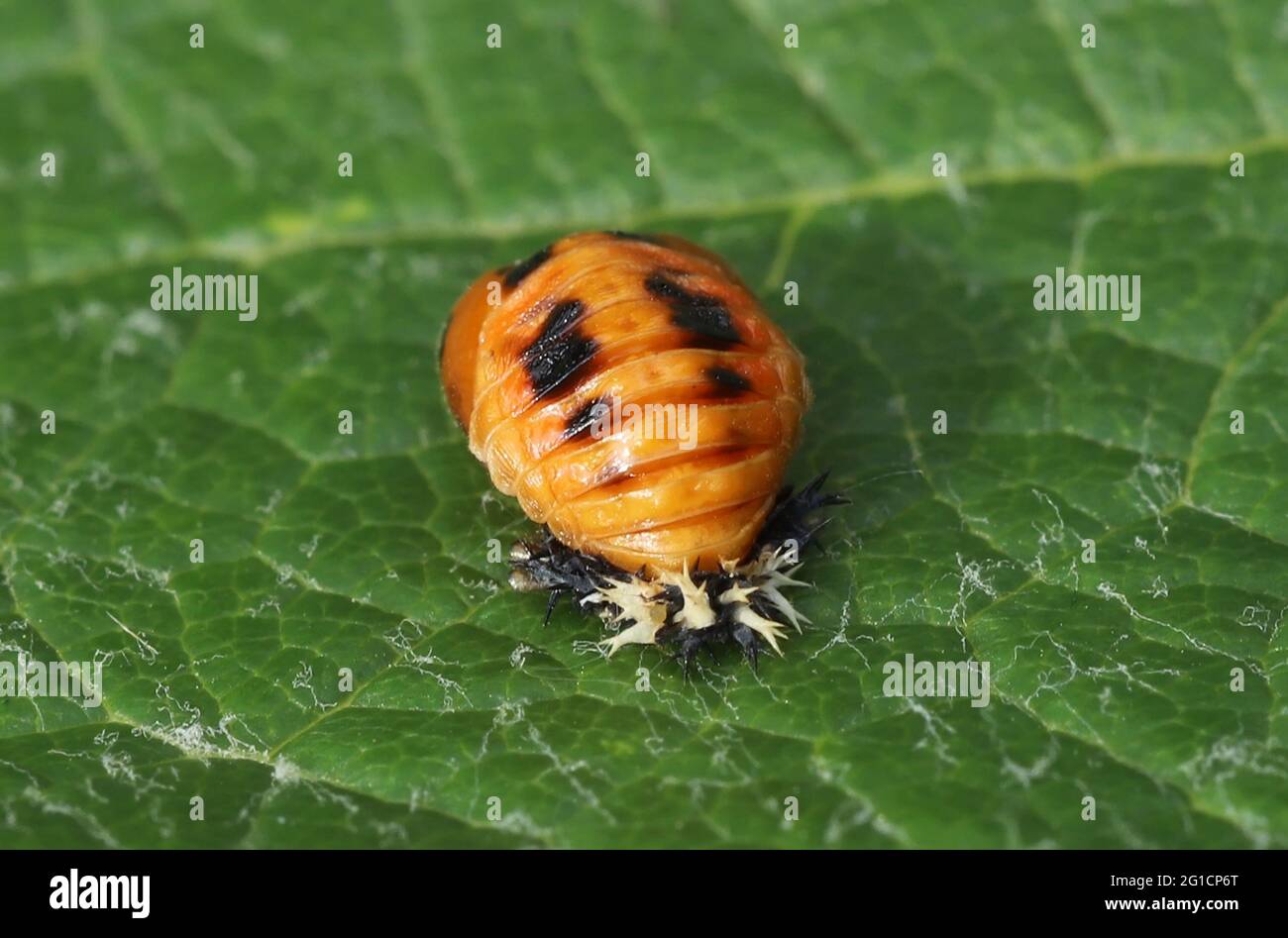 Asian lady beetle pupa hi-res stock photography and images - Alamy
