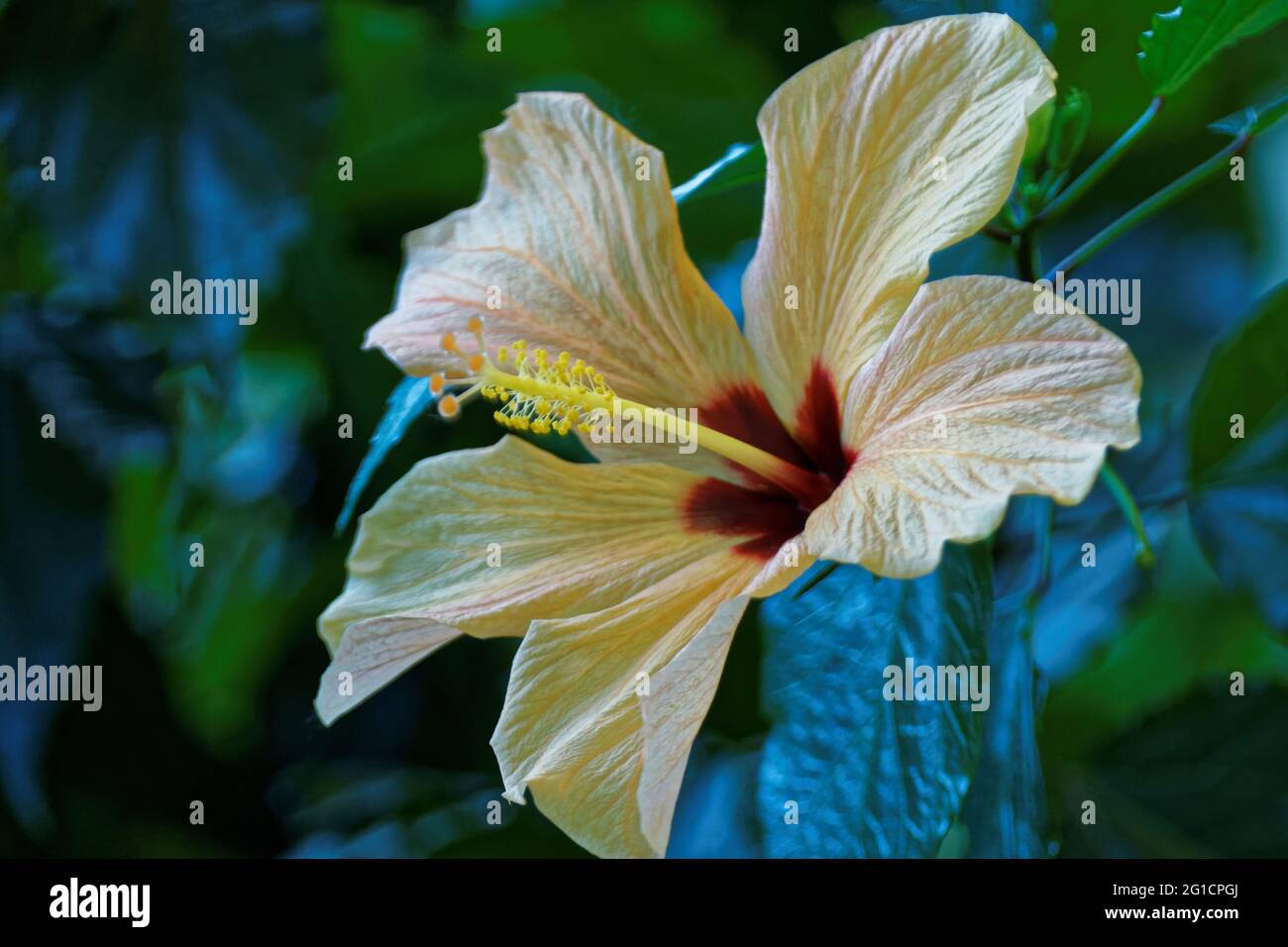 Flower Photos For Illustrations High Resolution Stock Photography and ...