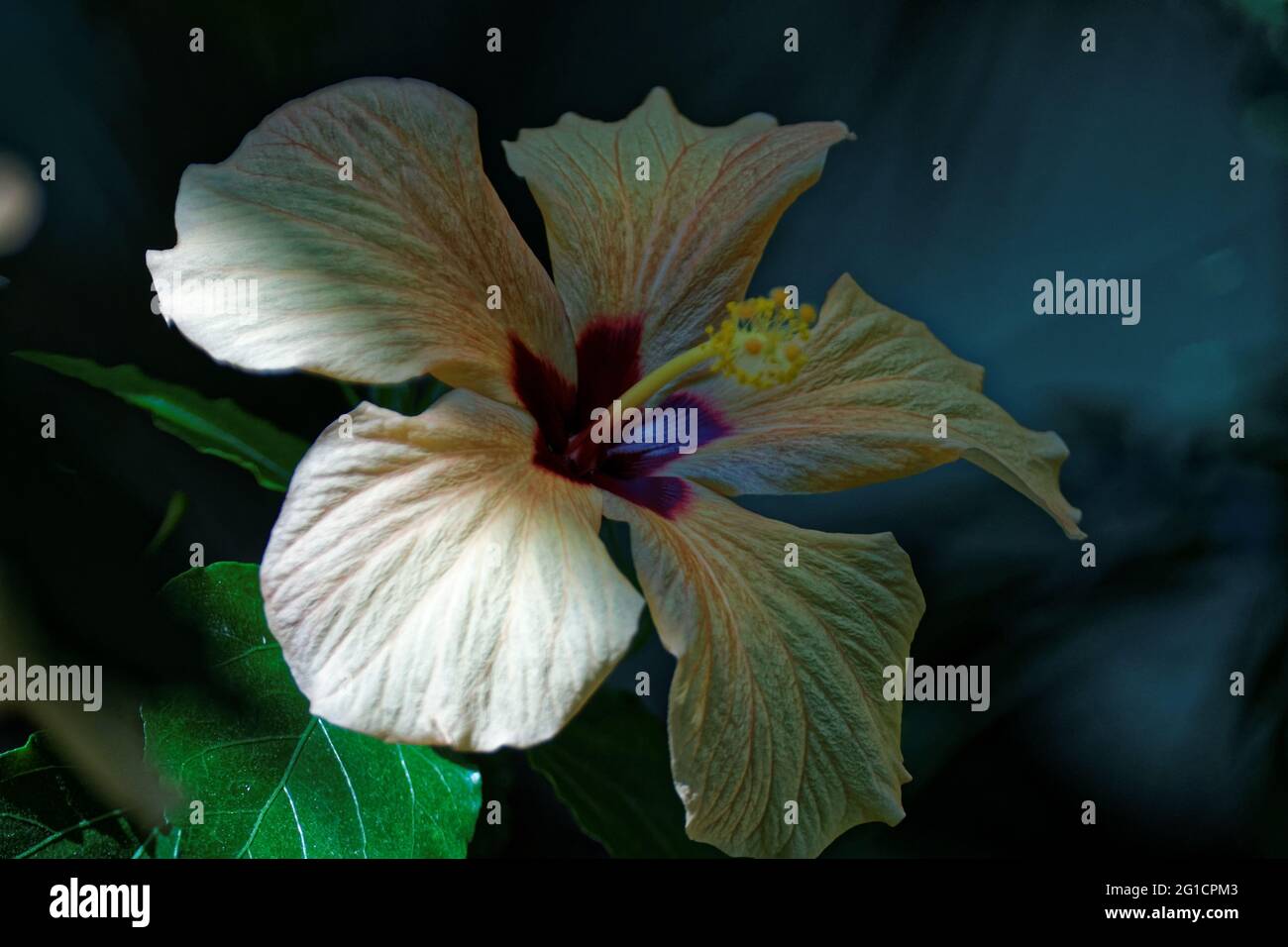Flower Photos For Illustrations High Resolution Stock Photography and ...