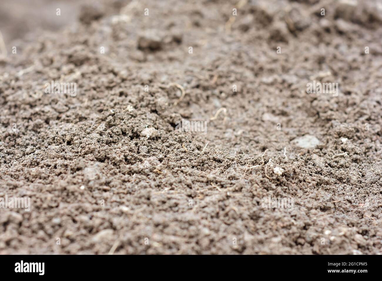 clean soil as a vegetable growing medium Stock Photo - Alamy