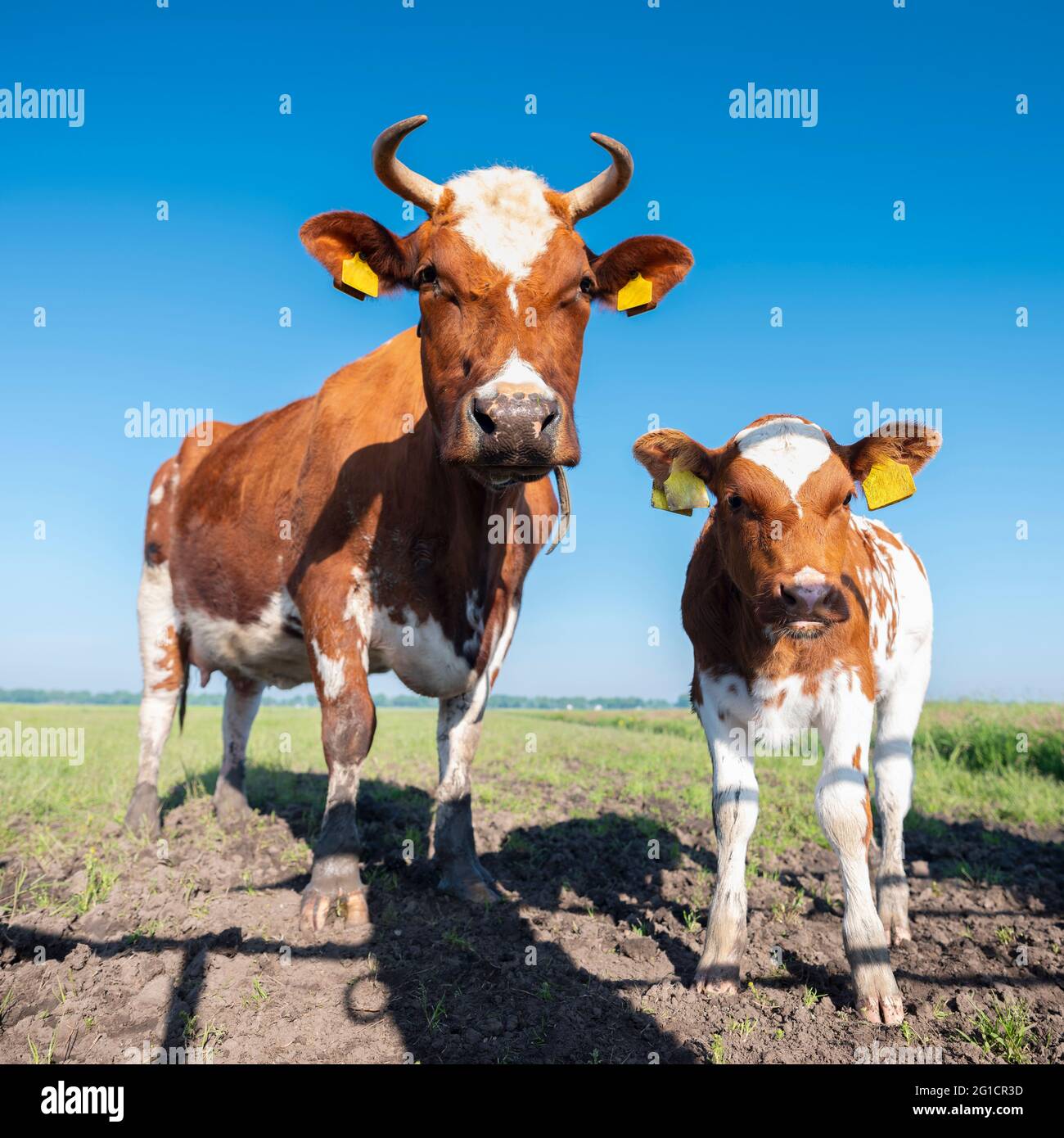 Calf in meadow hi-res stock photography and images - Alamy