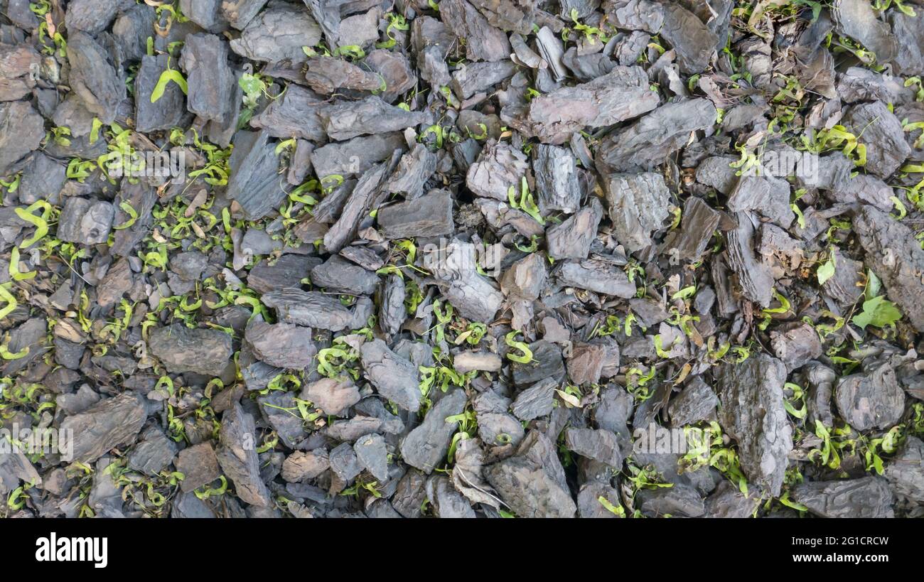 Forest Soil Mulch High Resolution Stock Photography and Images - Alamy