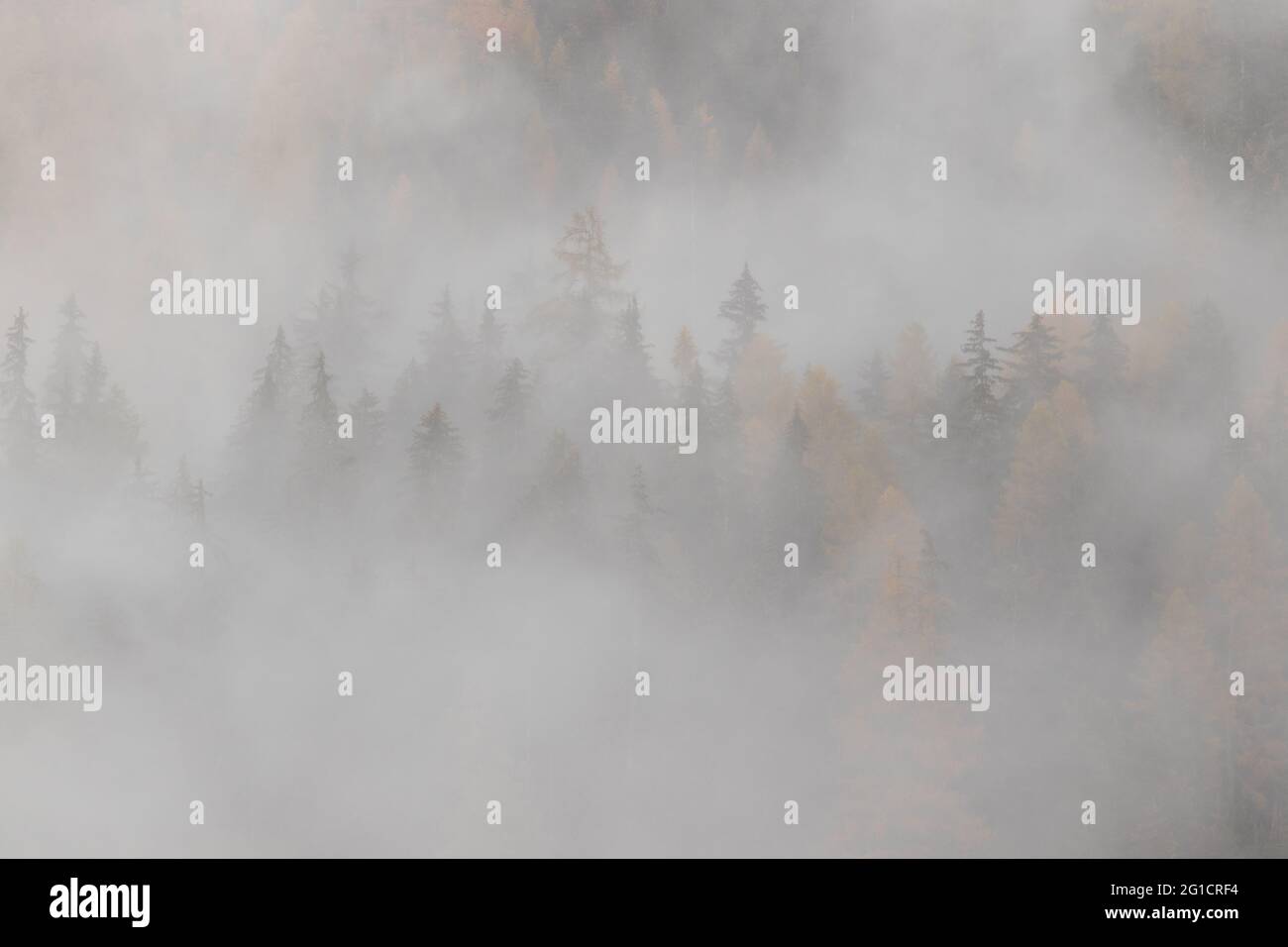 Larch forest with autumn or fall colors in thick fog creating mystical ...