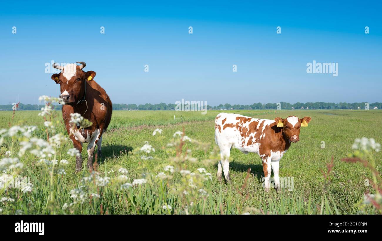Child meadow blue sky hi-res stock photography and images - Alamy