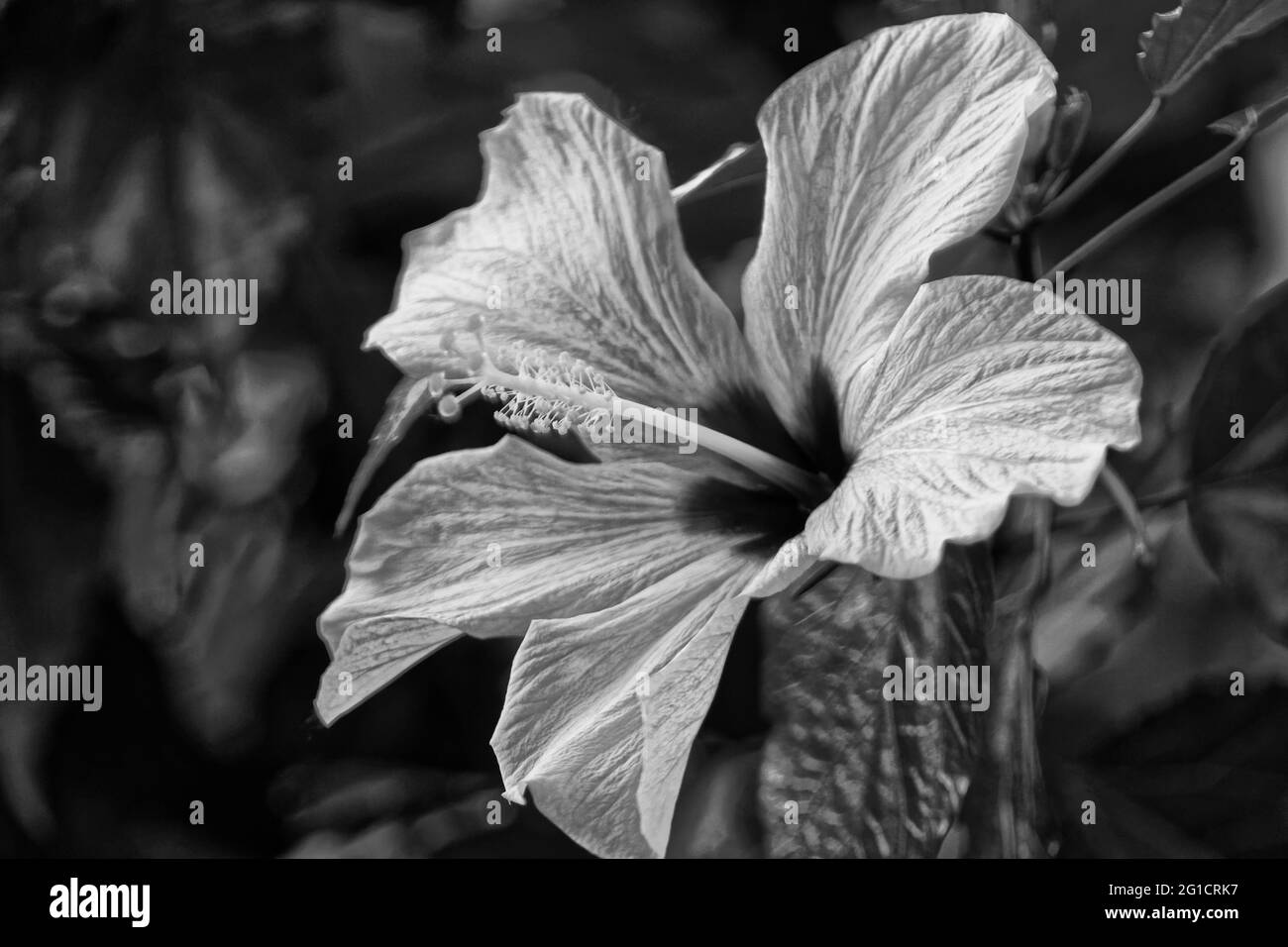 Chinese hibiscus hibiscus rosa sinensis Black and White Stock Photos ...