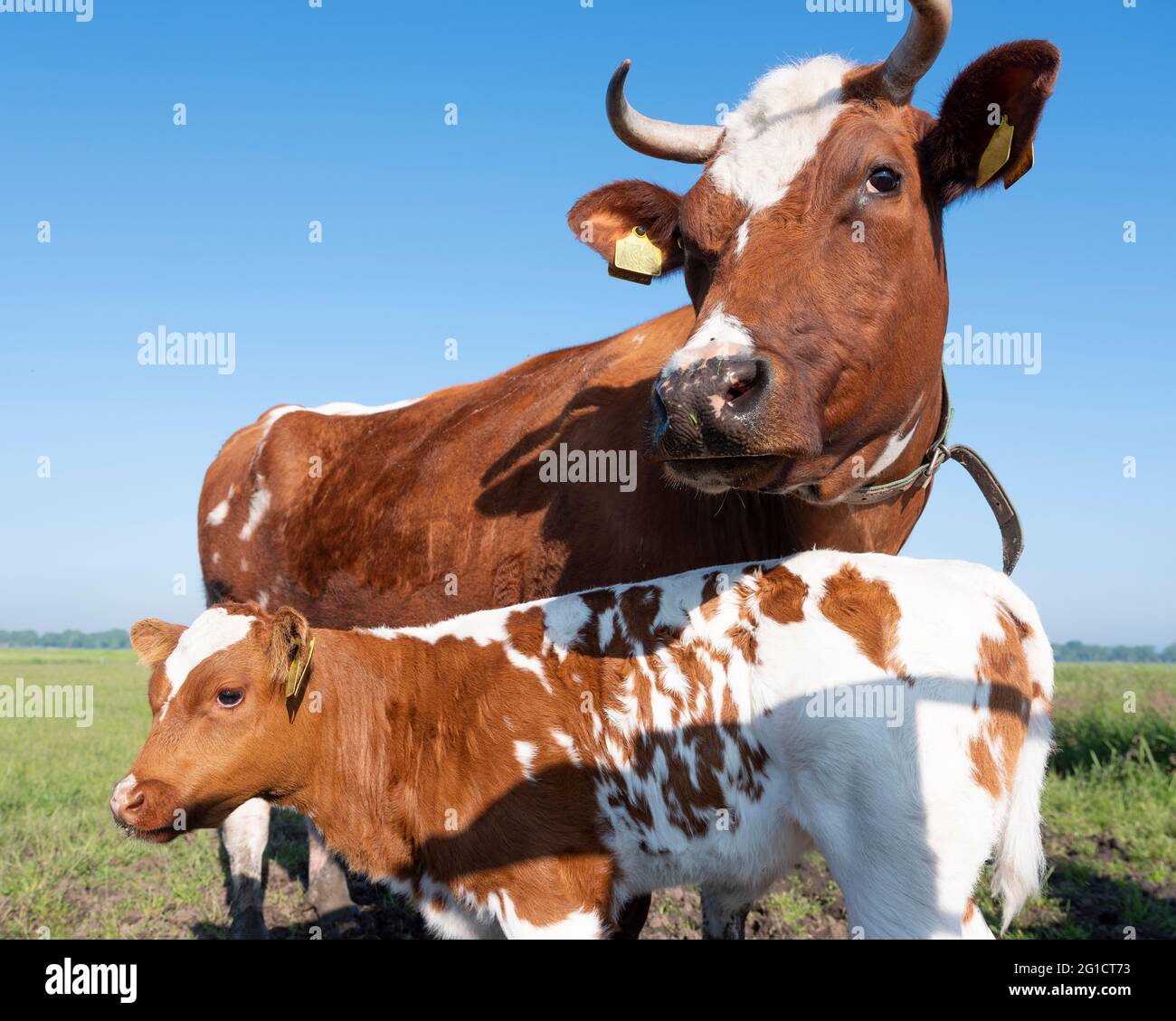 Spotted cow calf hi-res stock photography and images - Alamy