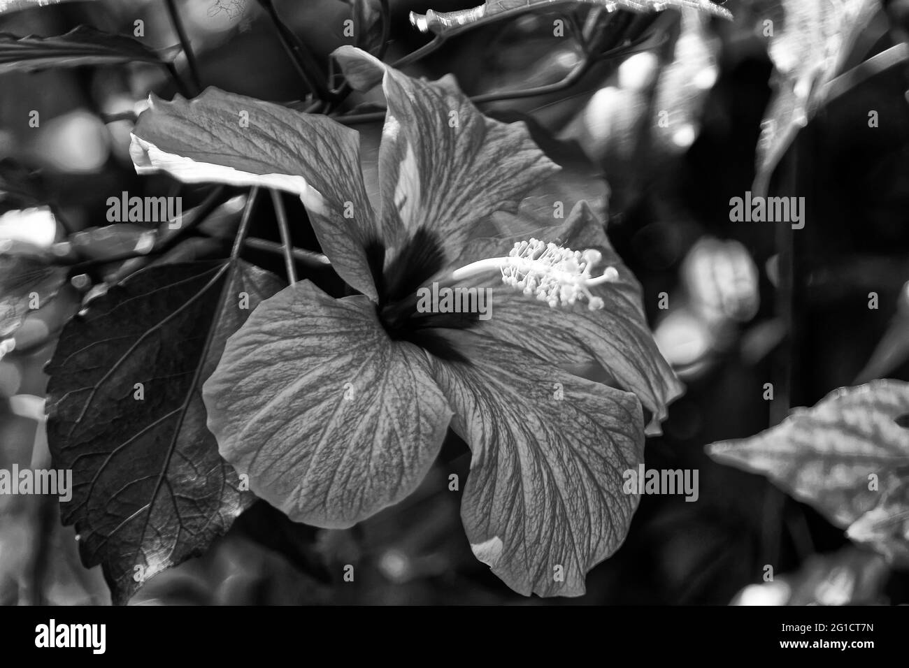 Hibiscus hibiscus rosa sinensis Black and White Stock Photos & Images ...