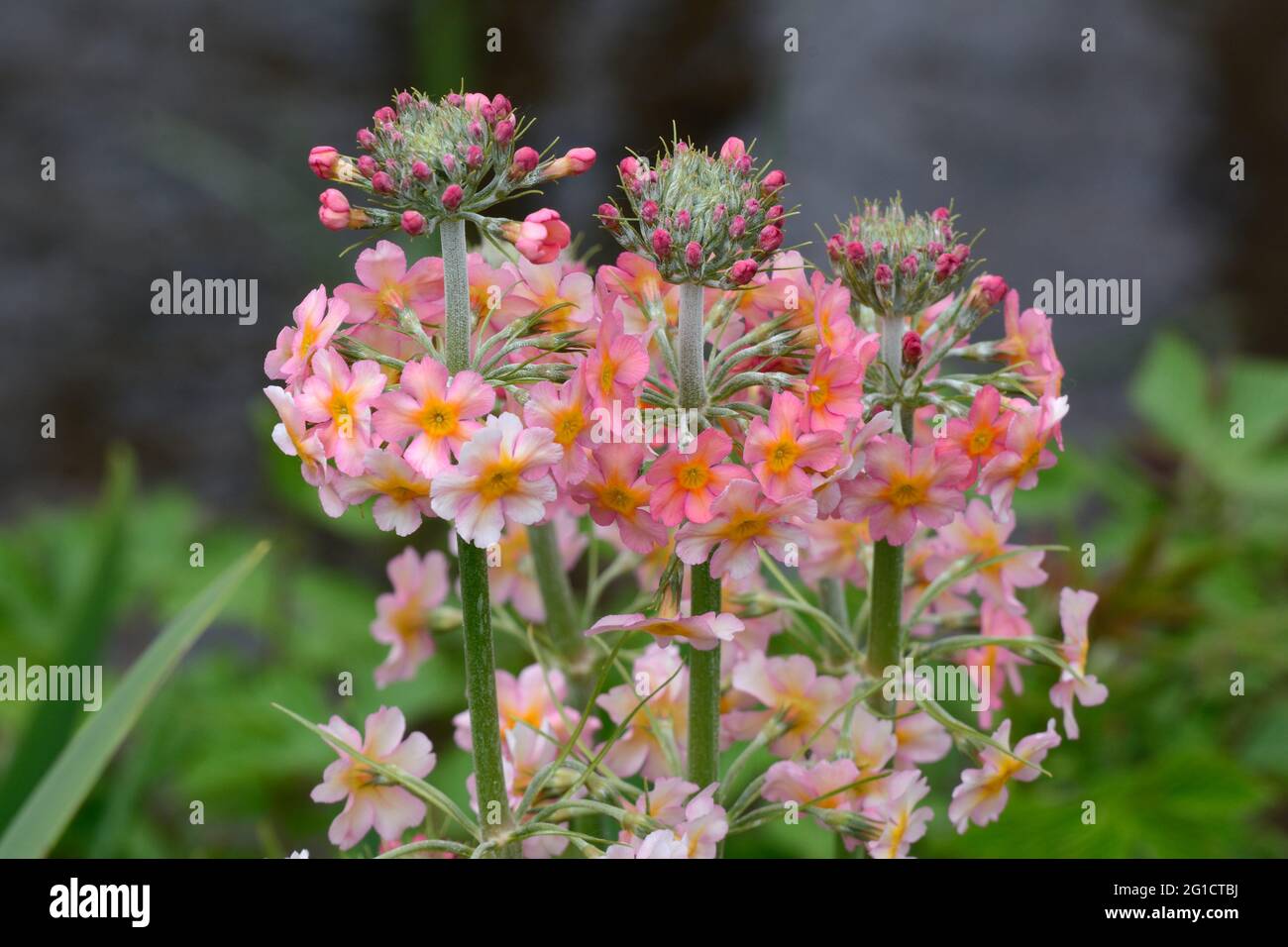 Primula bulleyana or Candelabra Primrose flowers Stock Photo - Alamy