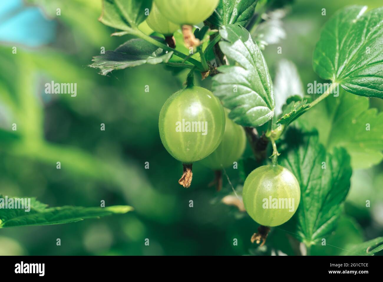 Close up of gooseberries on a gooseberry bush, on a farm Stock Photo ...