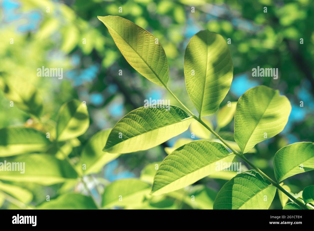 Beautiful green tree look up. Background pattern for design Stock Photo ...
