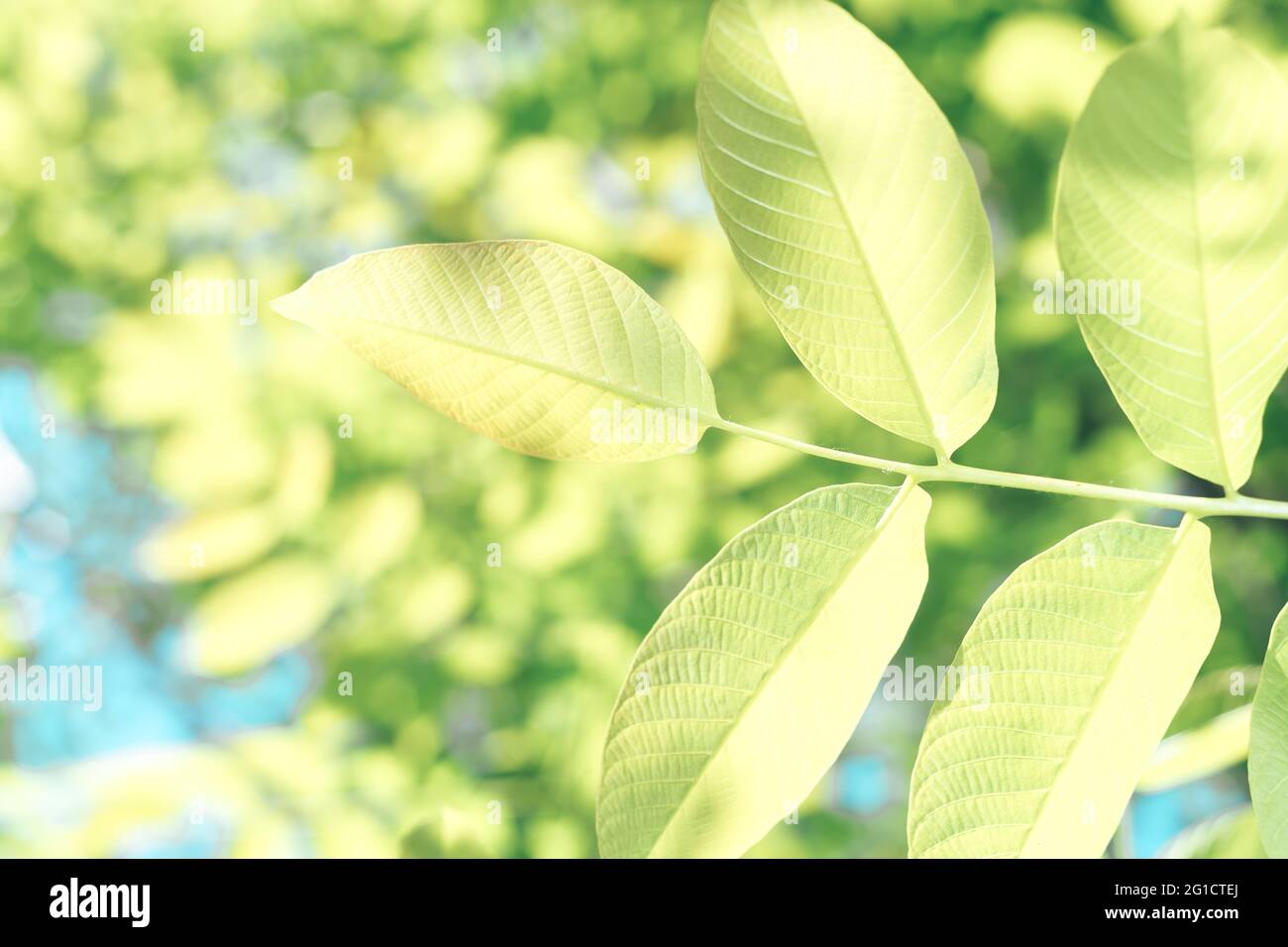 Beautiful green tree look up. Background pattern for design Stock Photo ...
