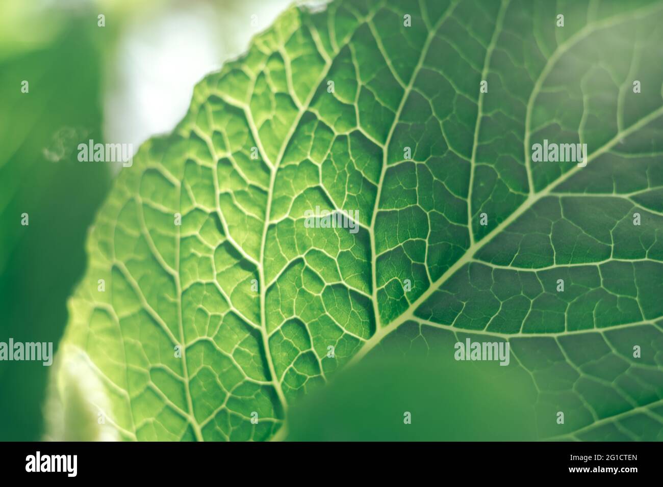 Beautiful green tree look up. Background pattern for design Stock Photo ...