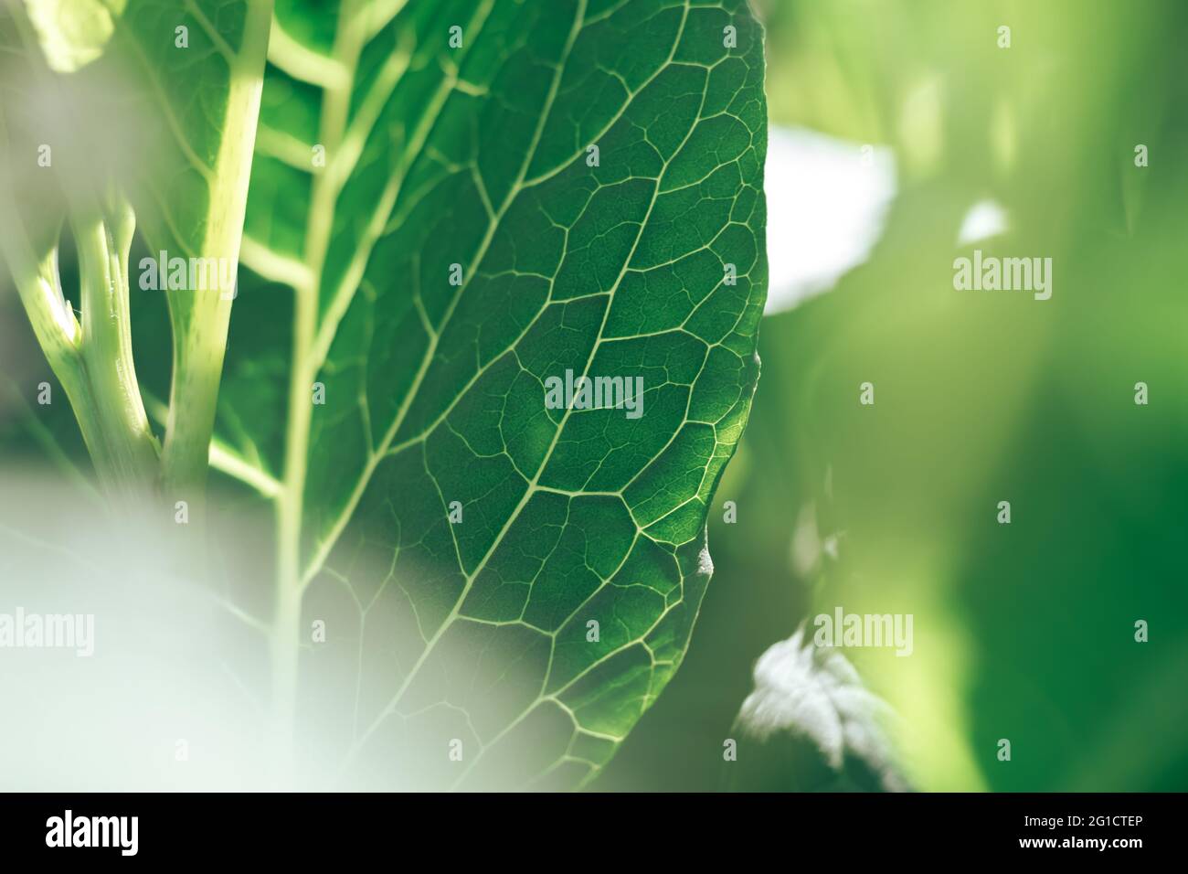 Beautiful green tree look up. Background pattern for design Stock Photo ...