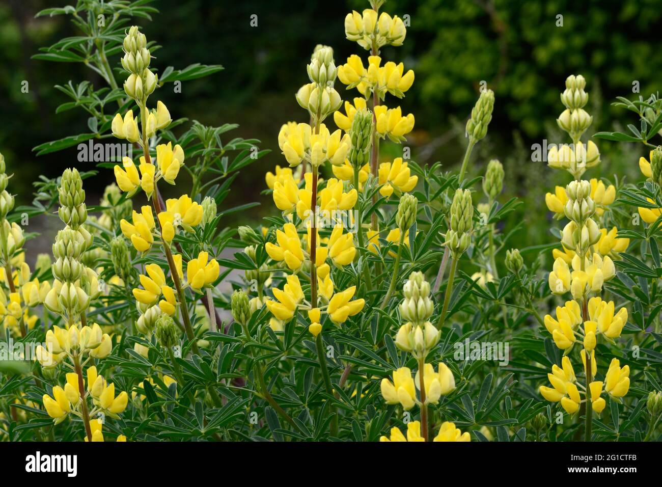 Lupin bush hi-res stock photography and images - Alamy