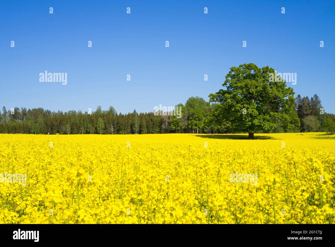 Rapeseed field in Sweden. Beautiful yellow flowers on field. Nice blue ...