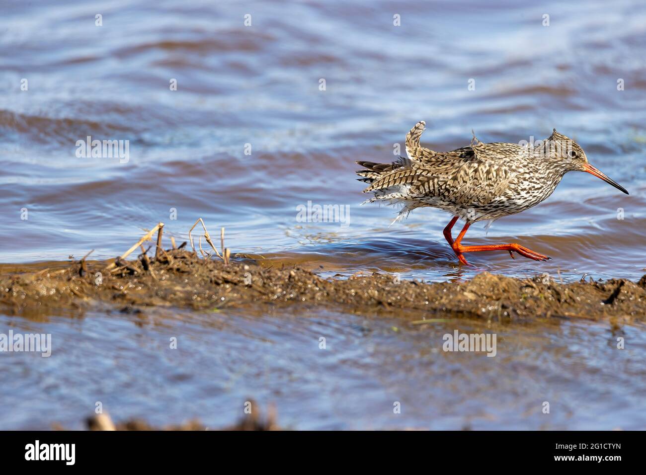 Birds with red legs hi-res stock photography and images - Alamy