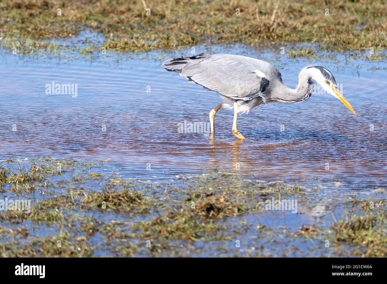 Birds with red legs hi-res stock photography and images - Alamy